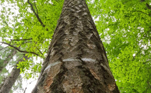 Degsnės miško maumedis (aukščiausias Lietuvos medis) | Saugoma