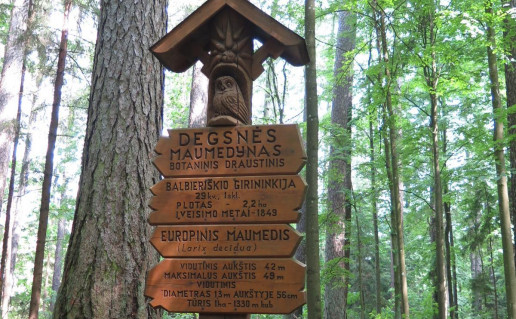 Degsnės miško maumedis (aukščiausias Lietuvos medis) | Saugoma