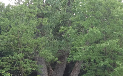 Raudonės juodoji tuopa | Saugoma